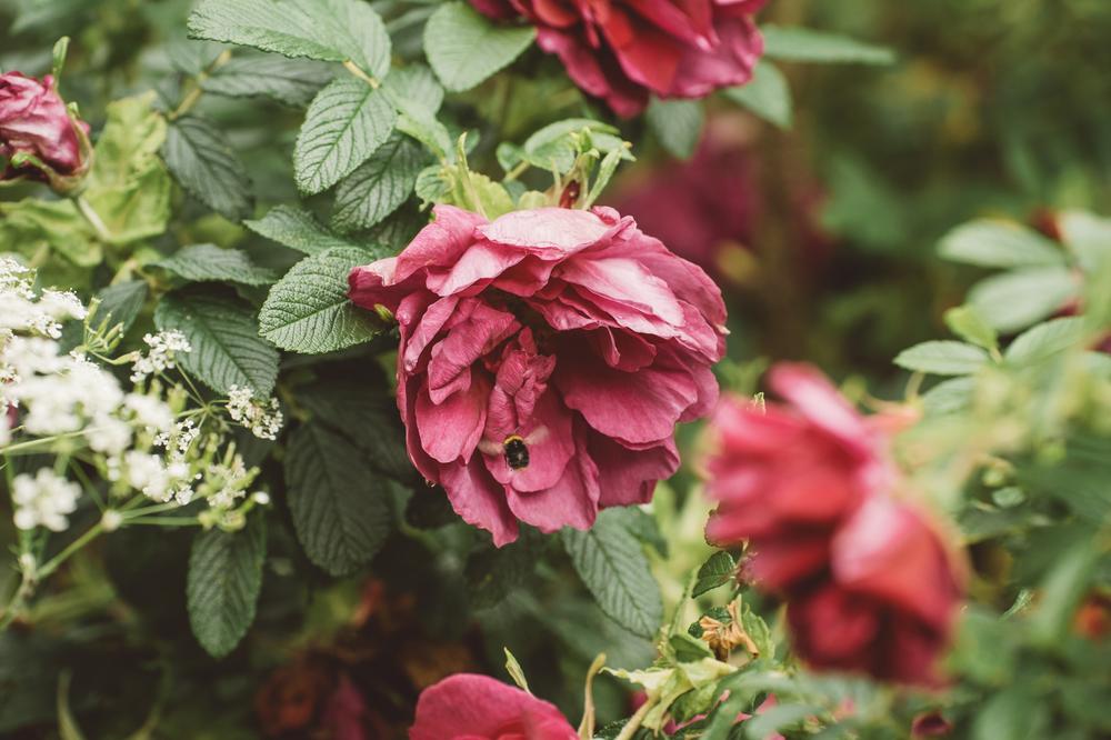 Glamping near York | Wigwam Holidays Ball Hall Farm